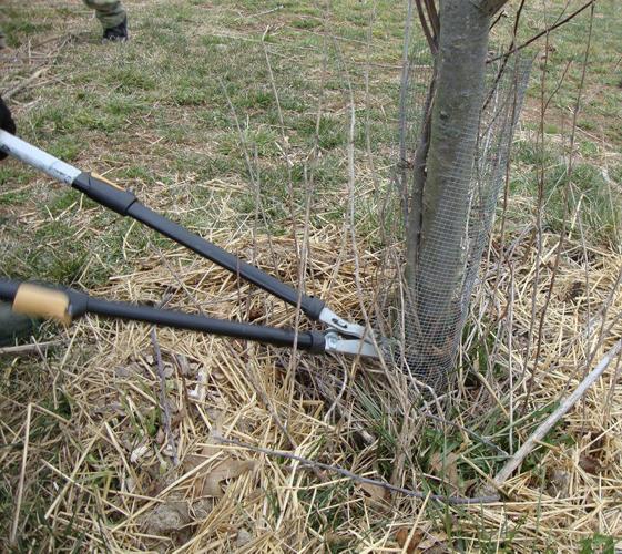 A Well-Pruned Tree is a ‘Fruit-Full’ Tree | Gardening Tips and How-To ...