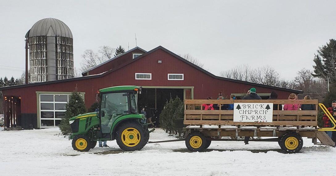 Successful Christmas Tree Farm Started as an Offhand Investment Idea ...