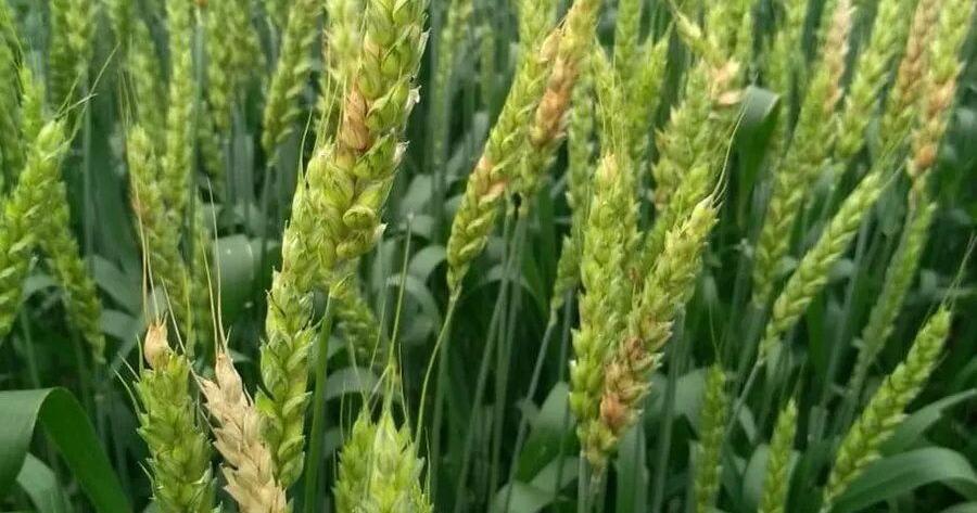 Effective Strategies to Control Wheat Scab | Field Crop News ...