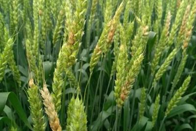 Effective Strategies to Control Wheat Scab | Field Crop News ...
