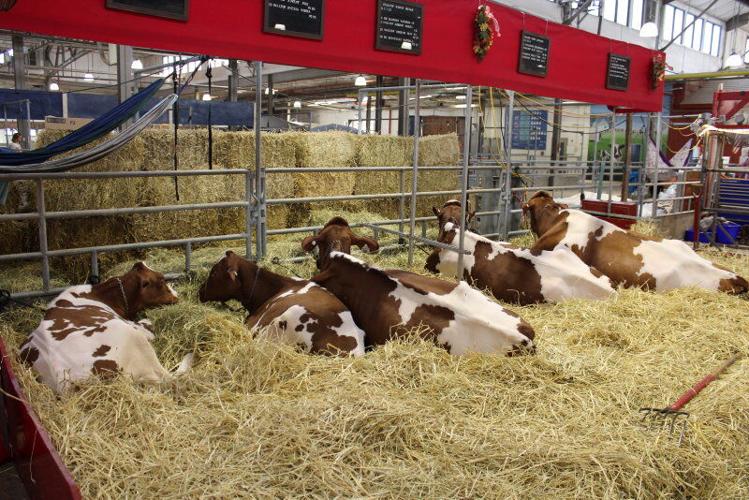 New York State Fair Exhibitor Promotes Family’s 200 Years of Dairy ...