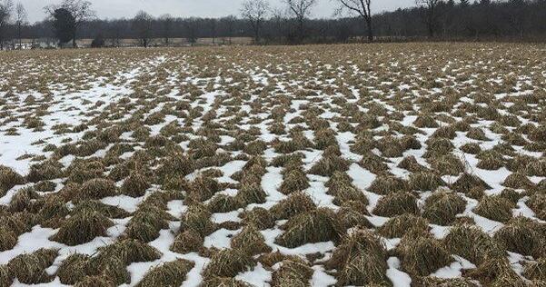What To Do With Your Forages After the First Frost | Livestock News ...