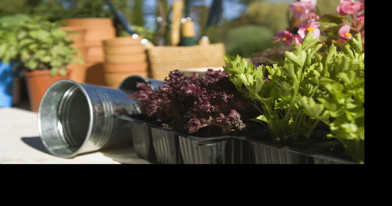 Saving the Planet, One Plant Pot at a Time [Opinion] | Gardening Tips ...