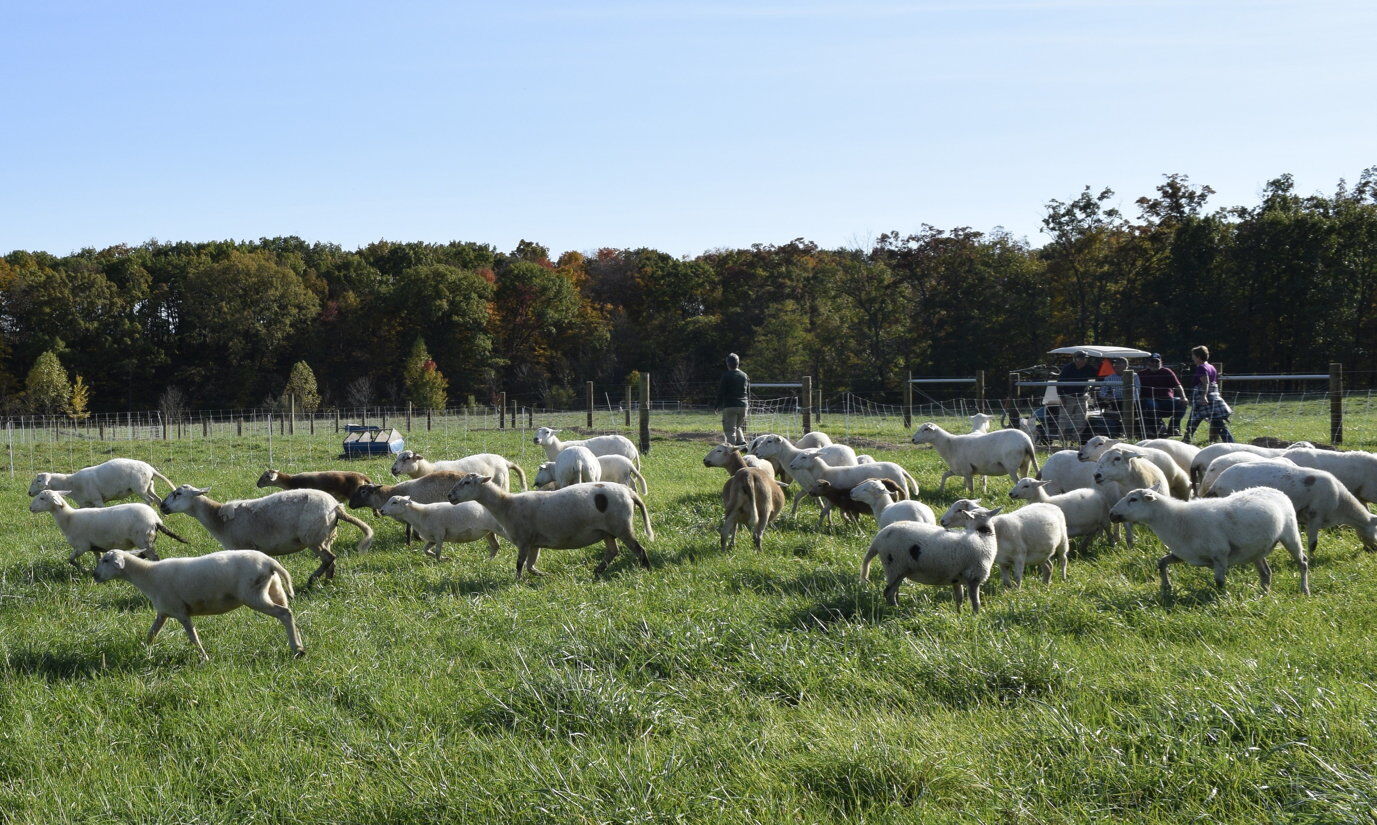 Nature’s Nook Farm Offers Winter Grazing Insights for Beef and Sheep ...