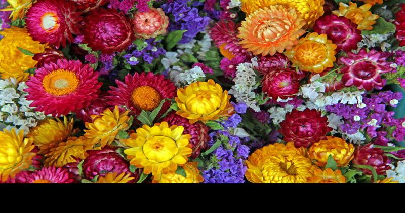 Spice Up Your Fall Decorating: 7 Plant Alternatives to Mums | Gardening ...