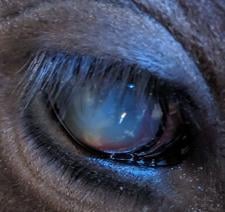 How to Manage Pinkeye in Beef Cattle | Livestock News ...