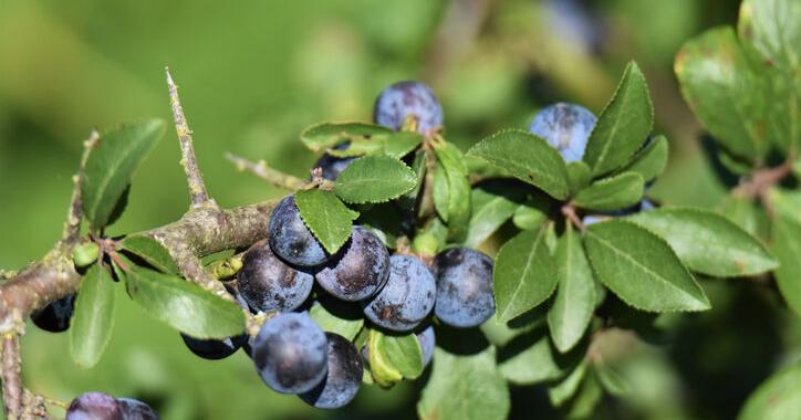 Huckleberry Memories From Grandpa’s Mountain [Opinion] | Antiques ...