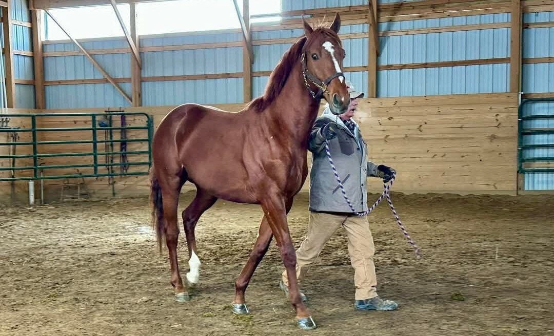 Kentucky Derby Winner Rich Strike Begins Stud Career in Pennsylvania ...