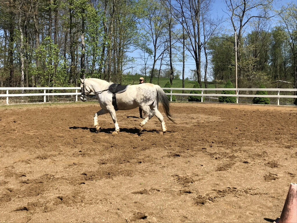 A Winter Conditioning Program Can Make a Big Difference for Your Horse ...