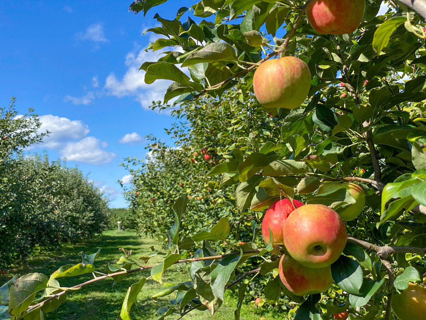 Apple Growers Facing More Cold Weather | Fruit and Vegetable Farming ...