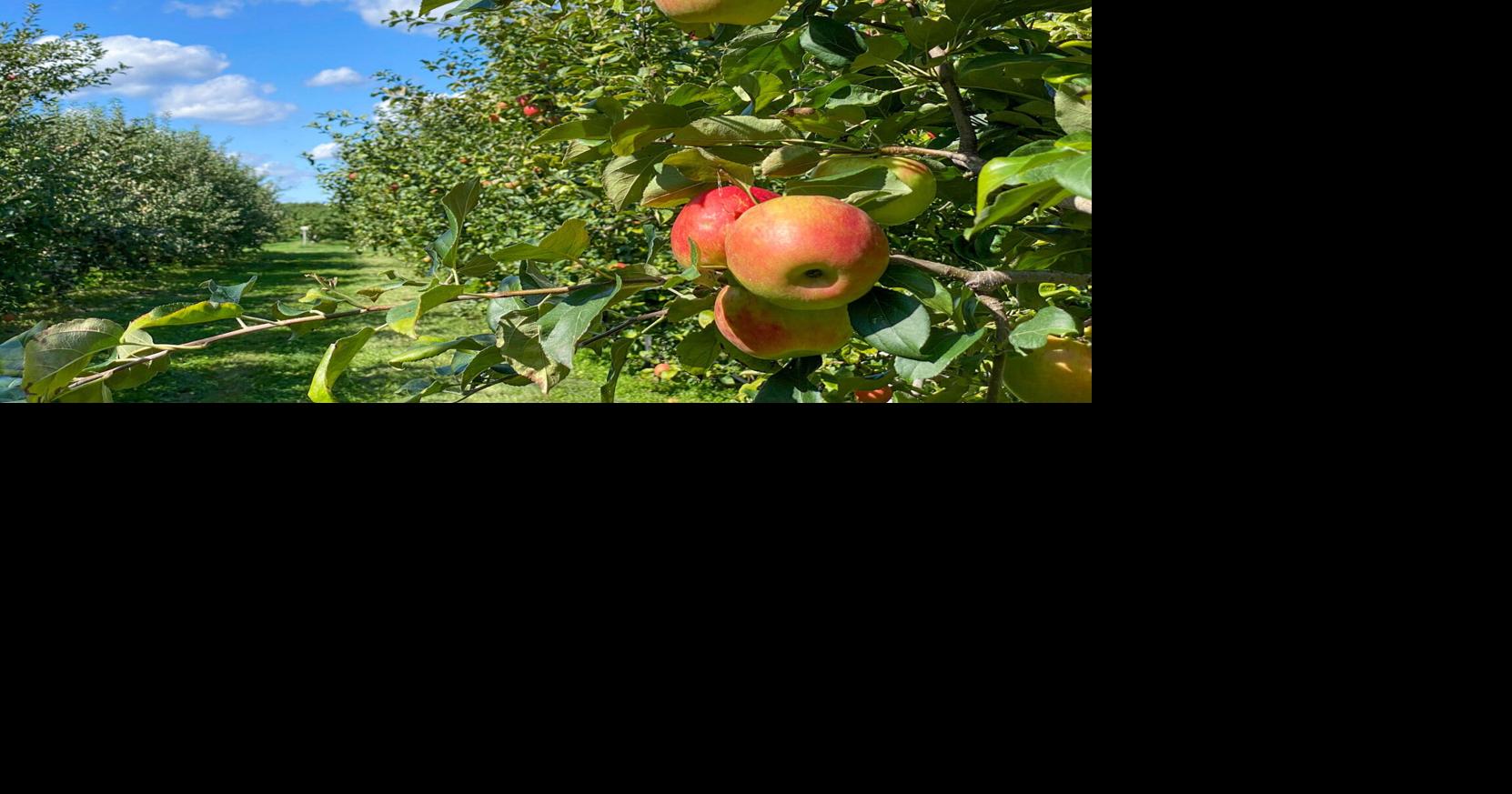 Apple Growers Facing More Cold Weather | Fruit and Vegetable Farming ...