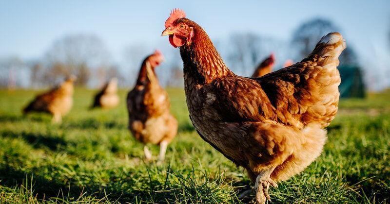 Avian Influenza Found in Allegheny County Backyard Flock | Poultry News ...