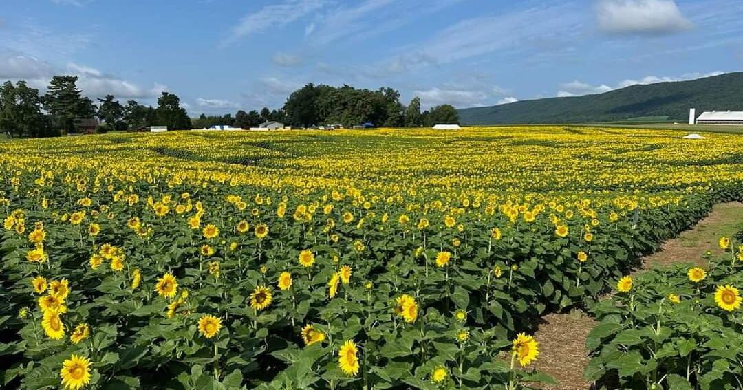 Third-Generation Dairy Farm Offers Sunflower Maze and Farm Tours | Farm ...