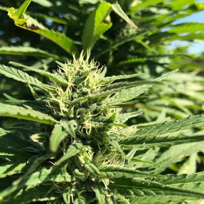 Vermont Hemp Conference Set for February 26 | Hemp Industry News ...