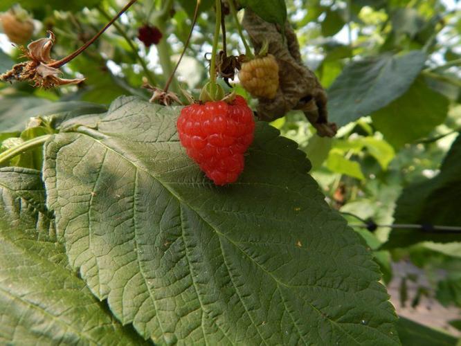 Virginia Fruit Tour Highlights Fresh-Storage Facilities ...