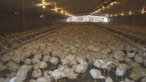 Documentary Shows 'Long and Proud’ History of Del. Farming ...