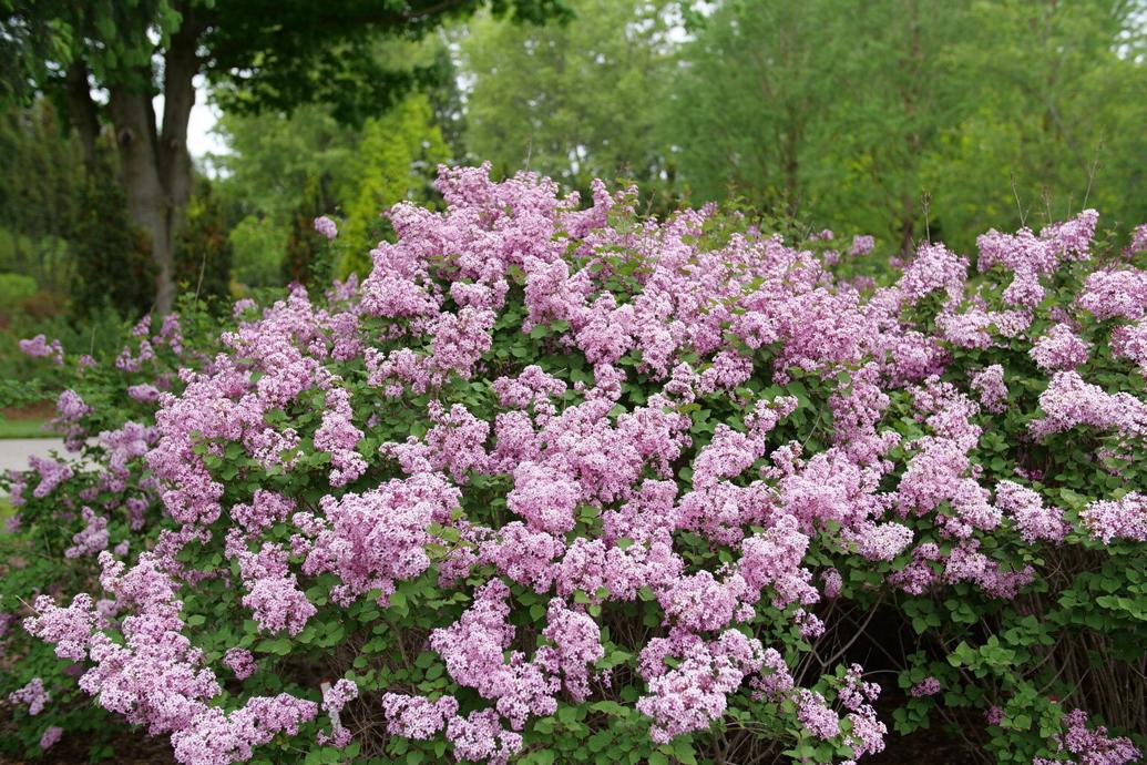 New Plant Varieties for 2024: Annuals, Shrubs and Perennials ...
