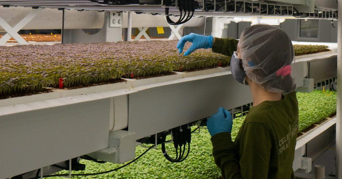 World's Largest Indoor Farm Aims to Redefine Northeast Supply Chain ...