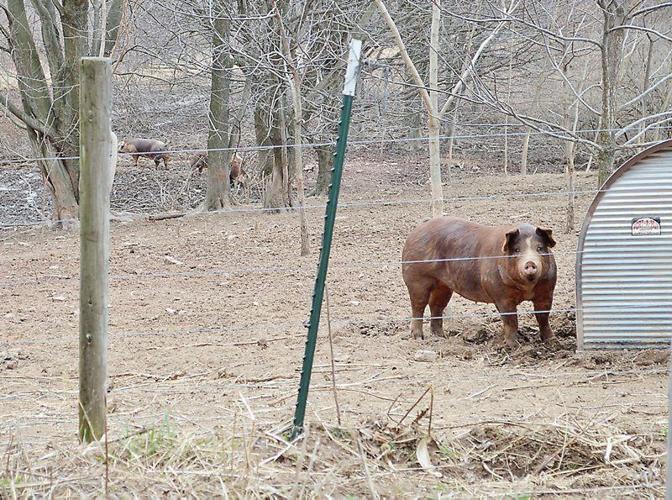 Pastured Pig Farm Serves Restaurant Niche | Farming and Agricultural ...