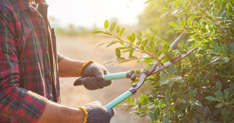 Making the Cut: Pruning Trees and Shrubs | Gardening Tips and How-To ...