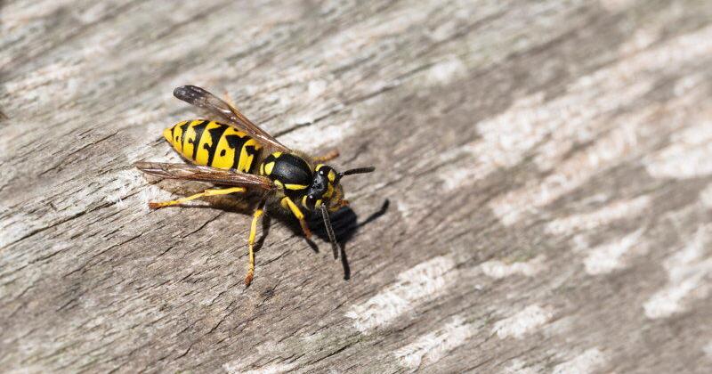 Late Fall Brings Yellow Jacket Infestations | Farm and Rural Family ...