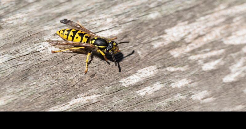 Late Fall Brings Yellow Jacket Infestations | Farm and Rural Family ...