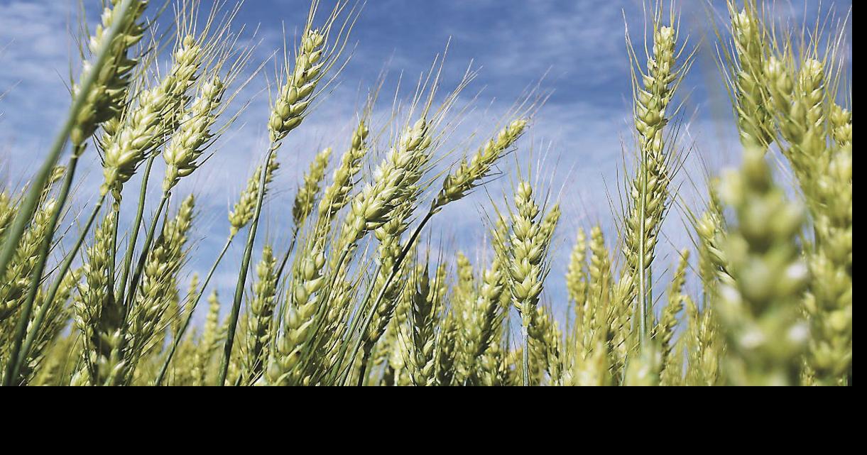 Soil Testing, Scouting Key to Higher Wheat Yields | Farming and ...