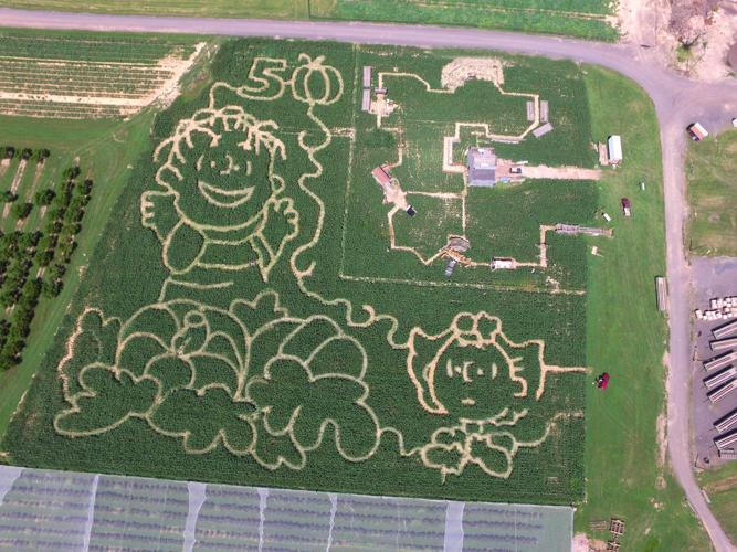 Technology drives corn maze design | Farming and Agricultural News ...