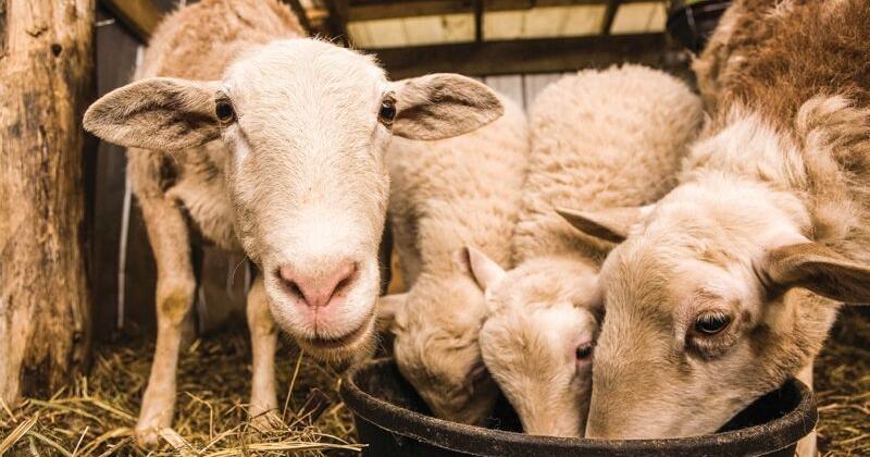 Considerations for Small Ruminant Bedding Materials | Farming and ...