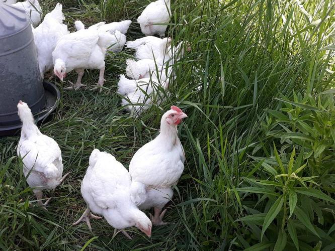 Chick Hatcheries Remain Confident in Postal Service | Farming and ...