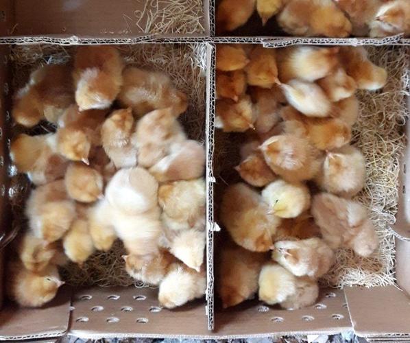 Chick Hatcheries Remain Confident in Postal Service | Farming and ...