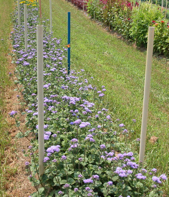 Cut Flower Demand Fueled by Quality and Exposure | Gardening Tips and ...