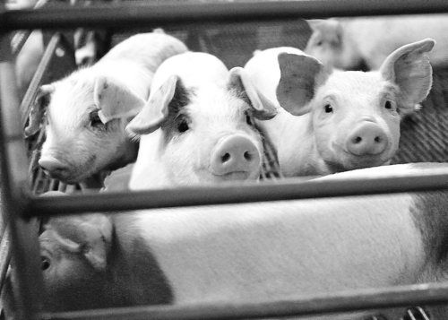 60 years of Lancaster Farming headlines | Farming and Agricultural News ...