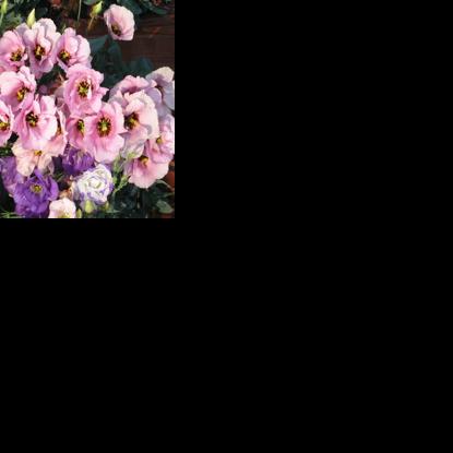 Cut Flower Demand Fueled by Quality and Exposure | Gardening Tips and ...