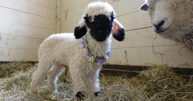 black faced lamb