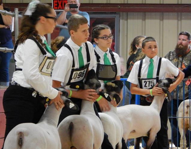 Hard Work Pays Off For Young Sheep Showman | Farm Shows, County Fairs ...
