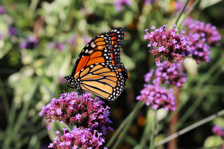 Proposed Monarch Butterfly Protection Contains Exemptions for Farmers ...