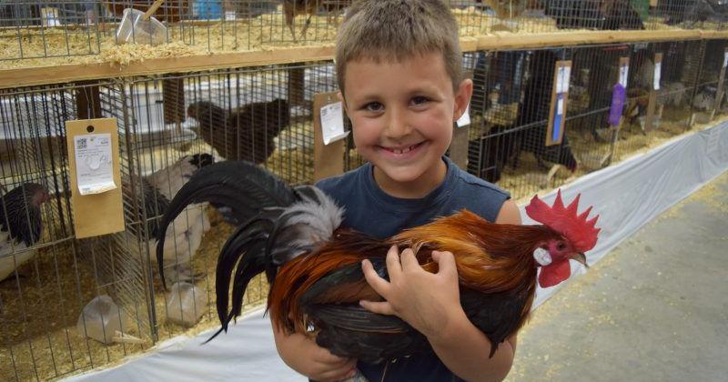 Poultry Are Back at Fairs; Here Are the 2024 Rules for the Mid-Atlantic ...