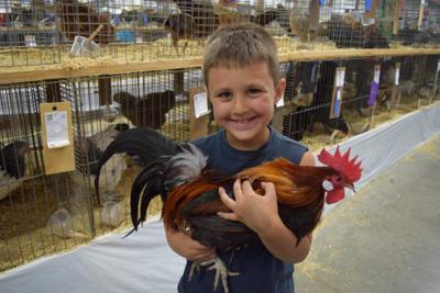 Poultry Are Back at Fairs; Here Are the 2024 Rules for the Mid-Atlantic ...