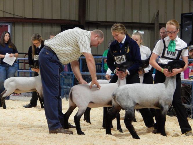 Hard Work Pays Off For Young Sheep Showman | Farm Shows, County Fairs ...