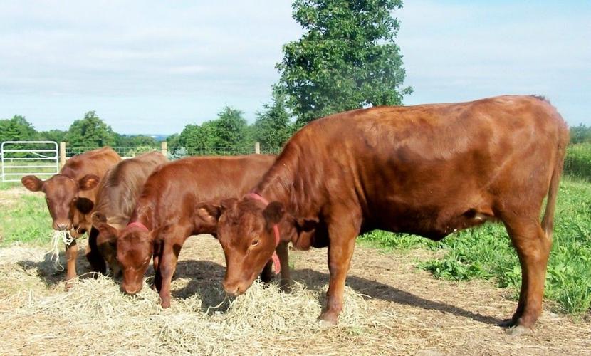 Rare Cheese, Rare Breed | | lancasterfarming.com