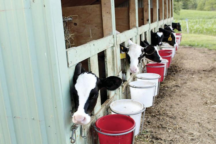 Dairy comes back to life | Dairy News | lancasterfarming.com