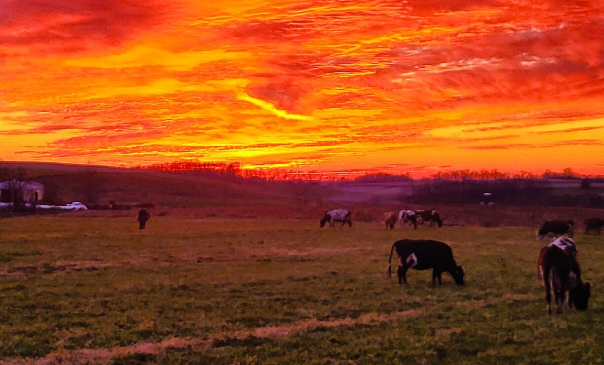 Organic Pennsylvania Dairy Farm Wins Horizon Nature Award for ...