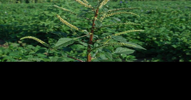 Managing Winter Annual Weeds in Alfalfa | Farming and Agricultural News ...