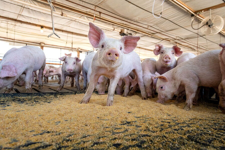 National Pork Board: A Look at Where the Pork Industry Is and Where It ...