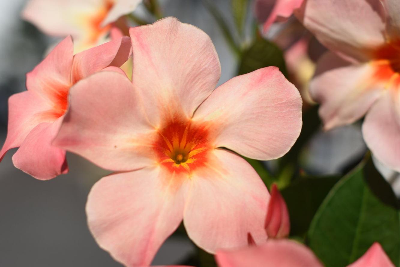 New Plant Varieties for 2024: Annuals, Shrubs and Perennials ...