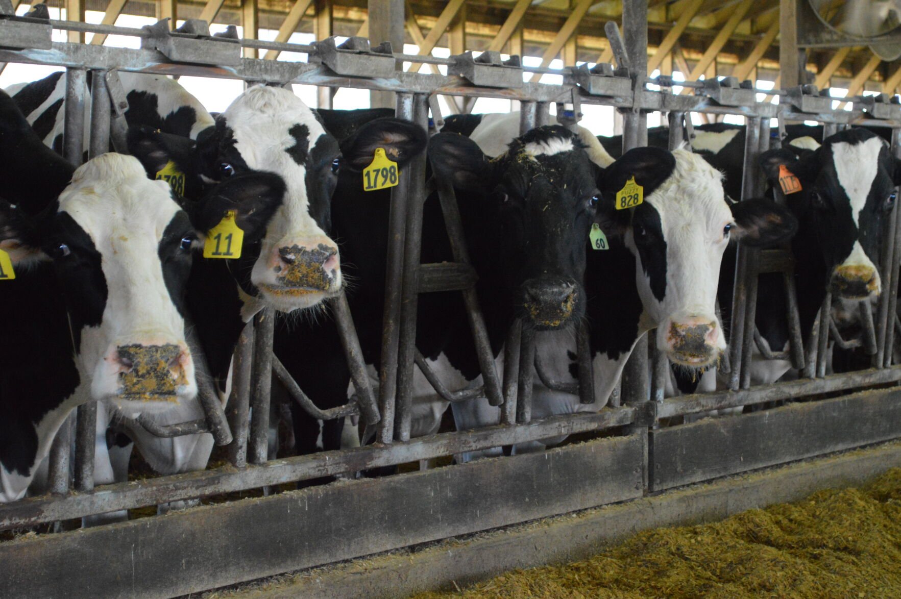 Control Harvest To Cut Dairy Feed Costs Without Cutting Milk Yield ...