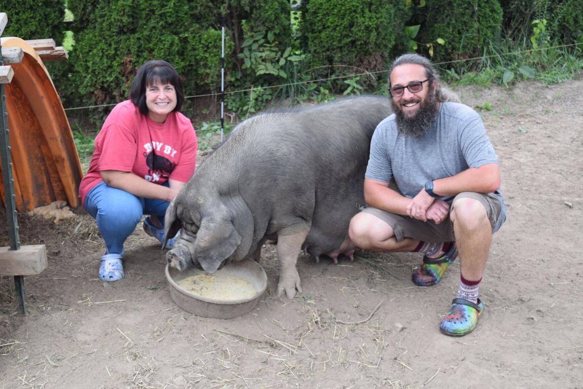 Rare Meishan Pigs Have Good Personalities, Tasty Meat | Livestock News ...