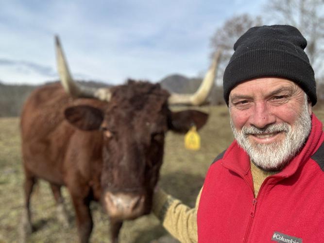 American Milking Devons the Perfect Breed for This Vermont Homestead ...