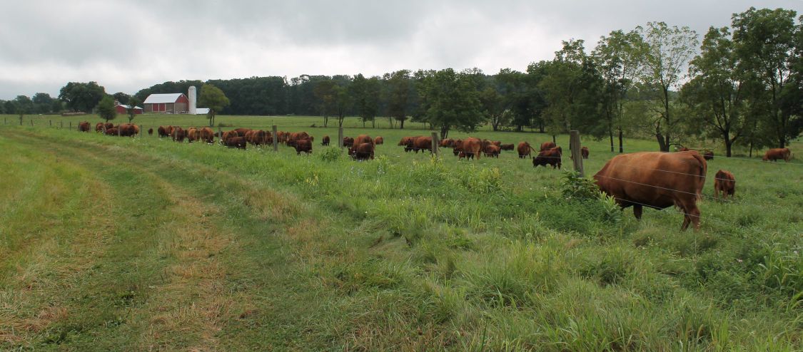 Red Angus Grazers Stop Urban Sprawl at Pastures’ Edge | Farming and ...